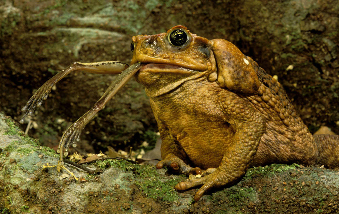 Le crapaud buffle, un danger pour la faune australienne - TUNISIE DIRECT
