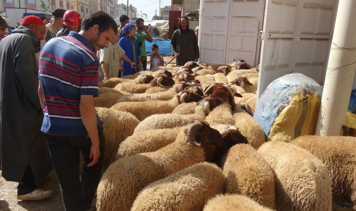 Annulation Aid al-Adha: la hausse des prix du mouton au Maroc, laisse ...